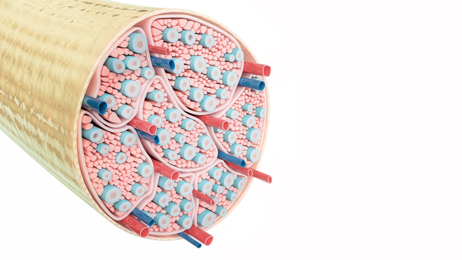 Polynerve: Nerve Innovation - UoM Innovation Factory